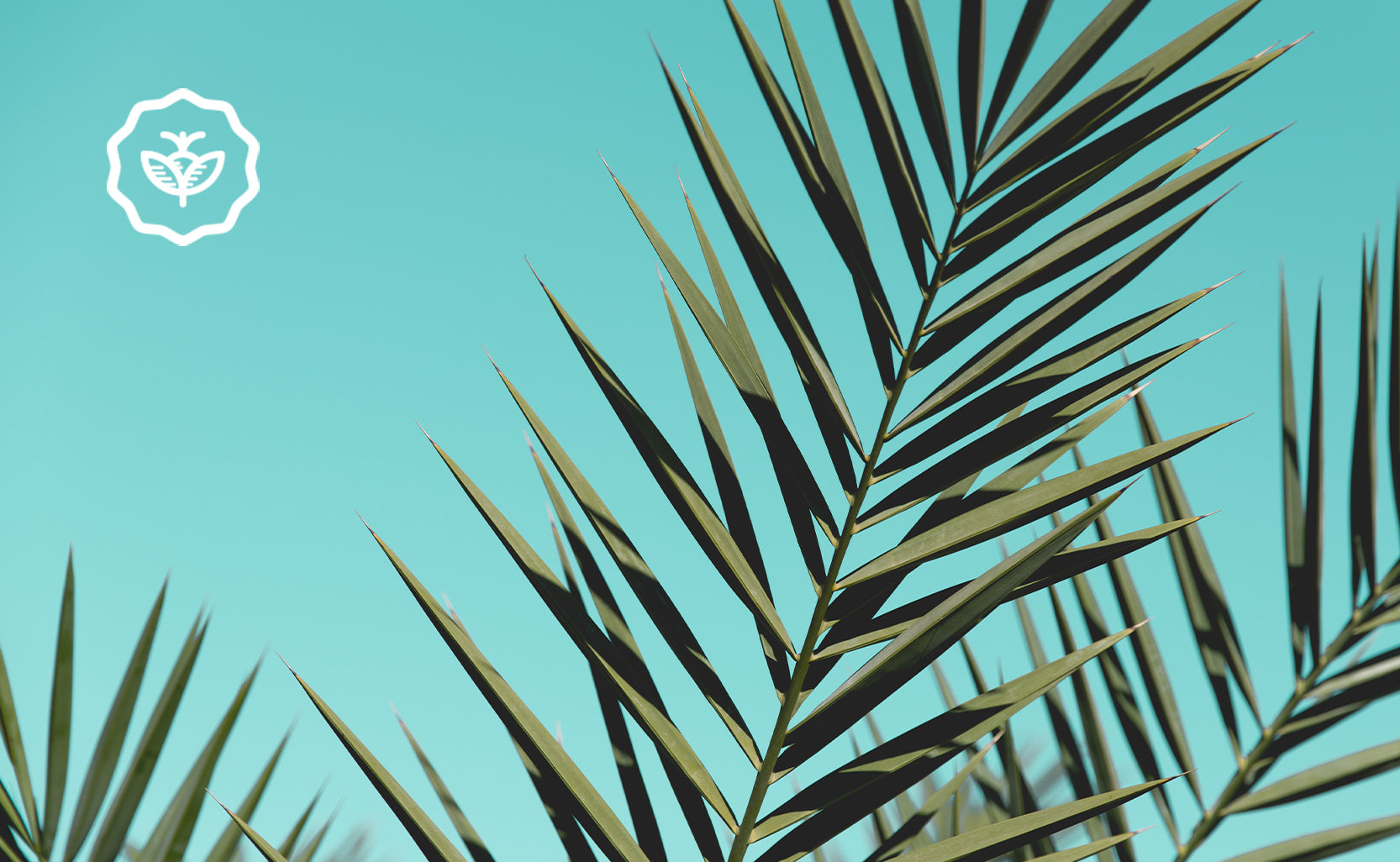 Green Your Routine – Sienna Naturals